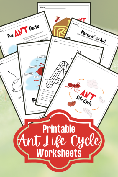 Printable Life Cycle of an Ant Kindergarten Worksheets