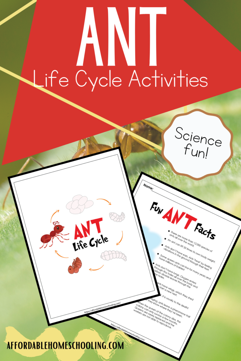 Printable Life Cycle of an Ant Kindergarten Worksheets