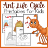 Printable Ant Life Cycle Activities for Kids