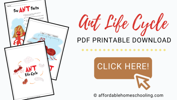 Printable Life Cycle of an Ant Kindergarten Worksheets