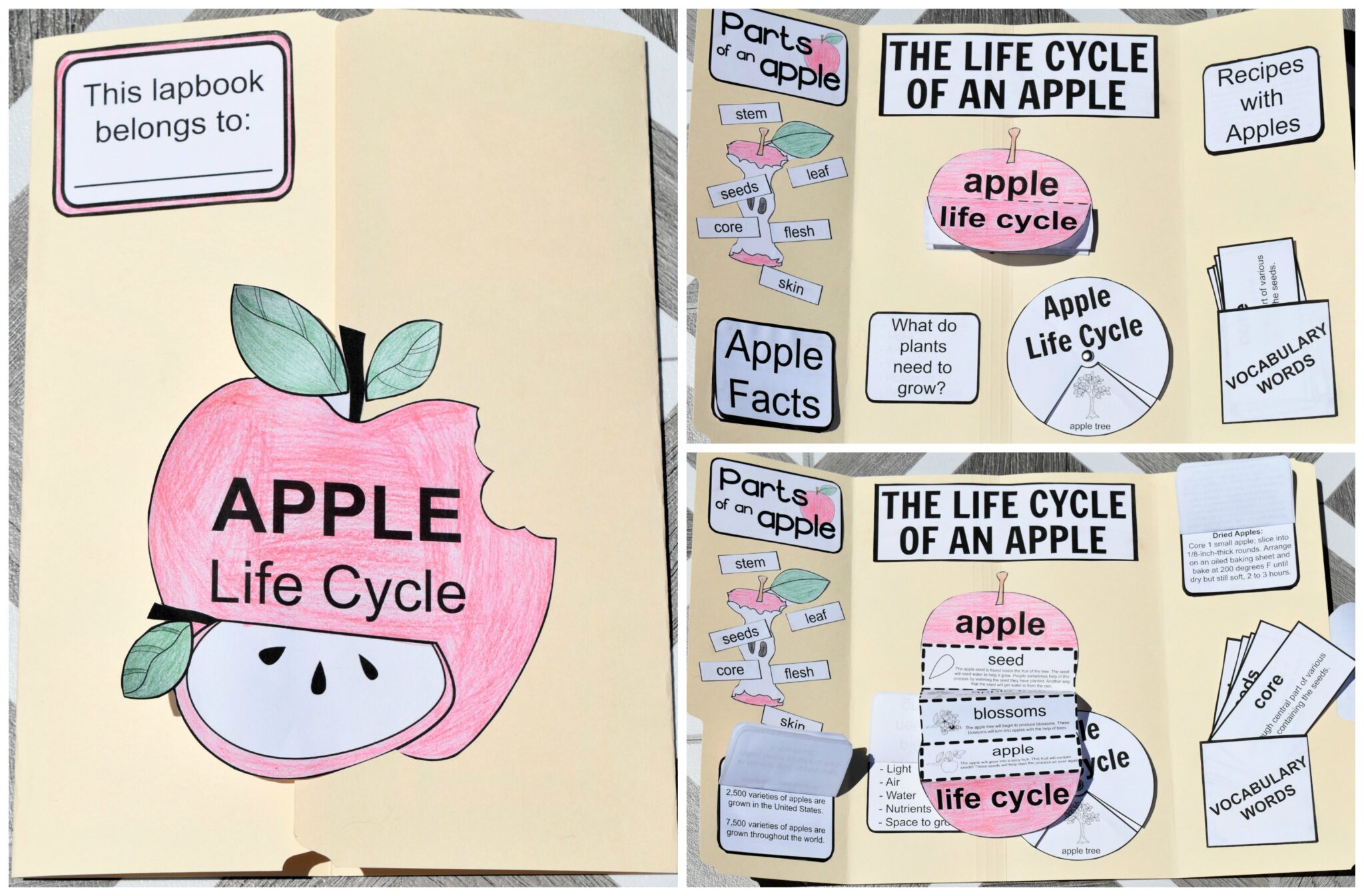 Life Cycle of an Apple Lapbook - Affordable Homeschooling