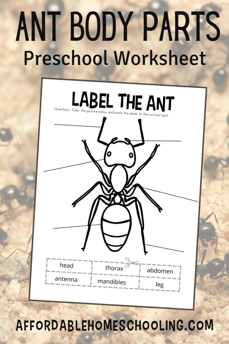 Printable Ant Body Parts Worksheet for Preschoolers