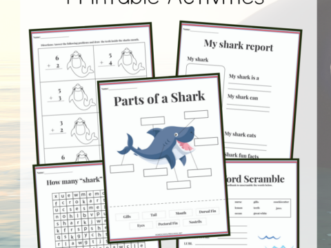Shark STEM Activities for Kids