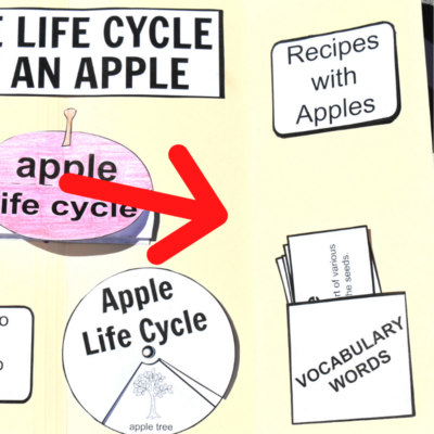Printable Life Cycle of an Apple Lapbook for Kids