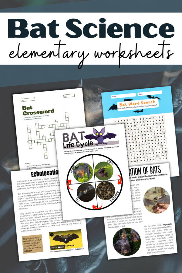 6 Engaging Bat Books for Kids for Under $5 Each