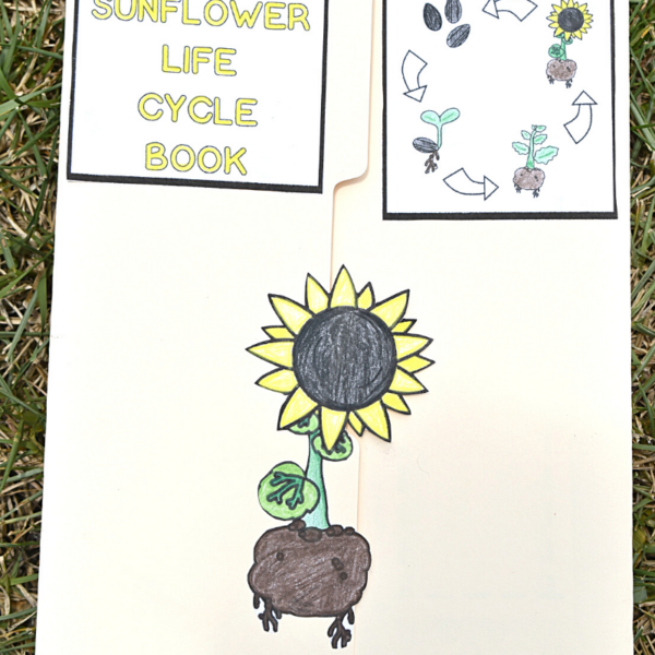 Life Cycle of a Sunflower Printable Lapbook Templates