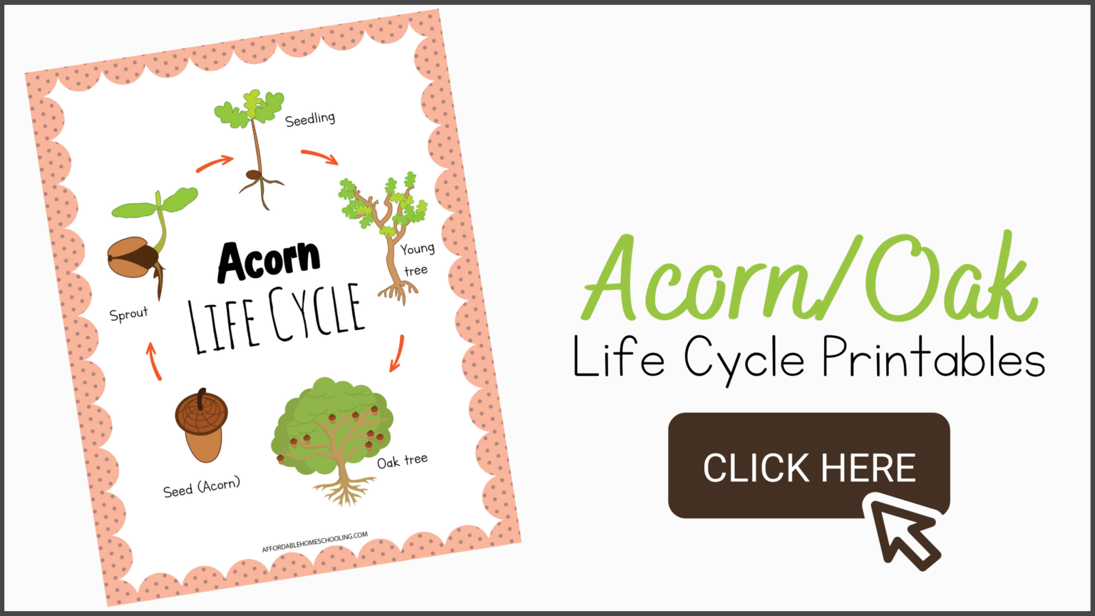 Acorn tree life cycle - kartlopers