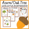 Free Printable Acorn Life Cycle Worksheets for Kids