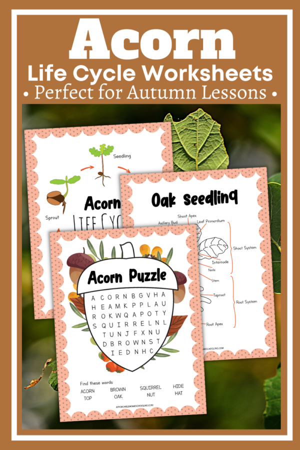 Free Printable Acorn Life Cycle Worksheets for Kids