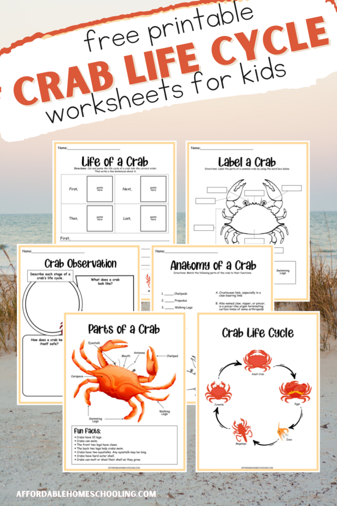 Free Printable Crab Life Cycle Worksheets for Kids