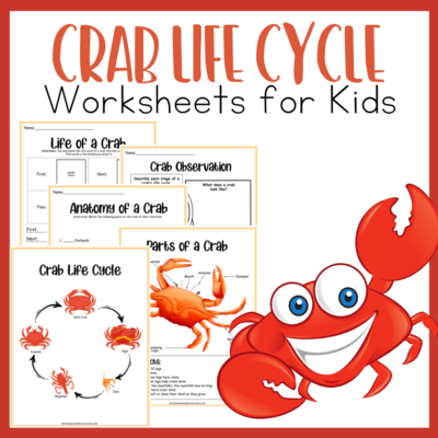 Free Printable Crab Life Cycle Worksheets for Kids