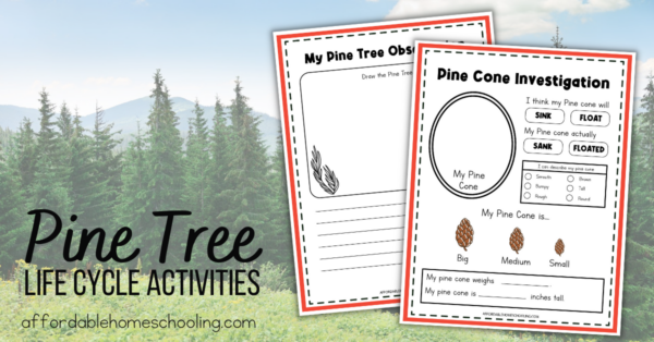 Free Printable Life Cycle of a Pine Tree Worksheets