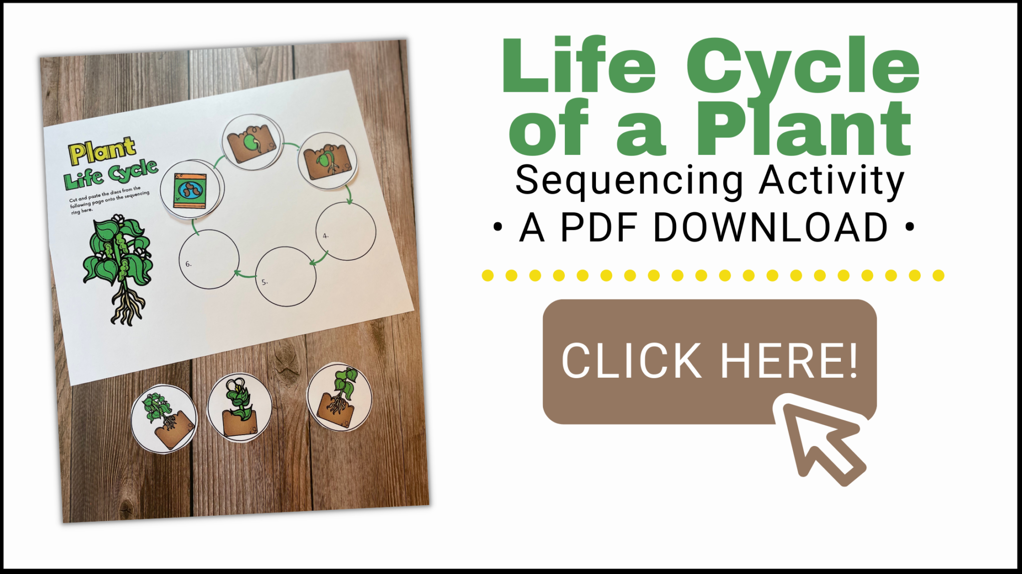 Free Life Cycle of a Plant Cut and Paste Worksheet