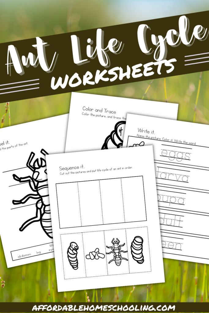 Printable Ant Life Cycle Worksheets