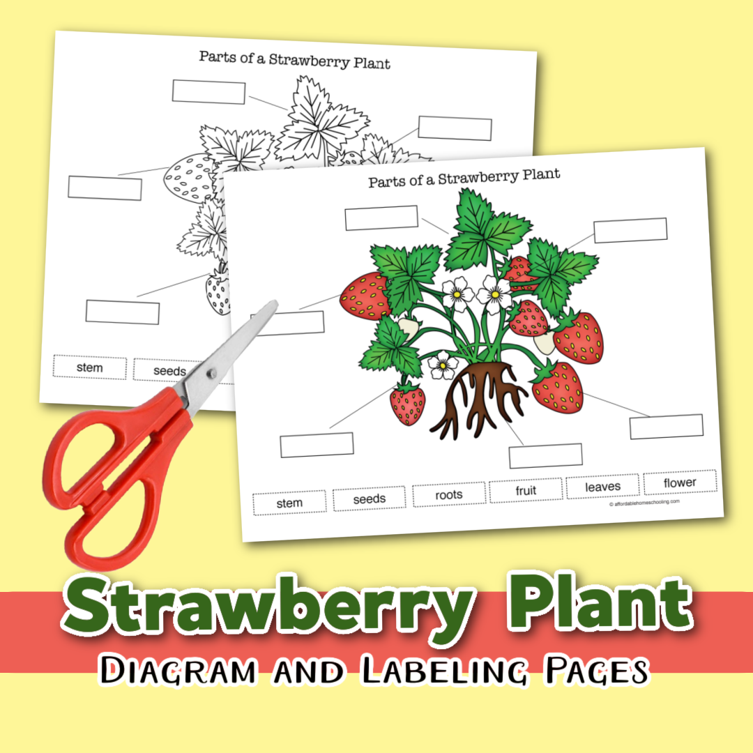 Free Printable Strawberry Plant Diagram Worksheets