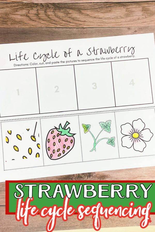 Free Printable Strawberry Life Cycle Worksheet