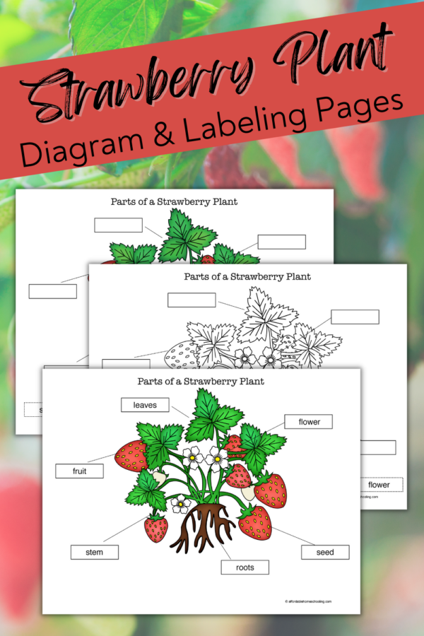 Free Printable Strawberry Plant Diagram Worksheets