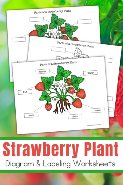 Free Printable Strawberry Plant Diagram Worksheets