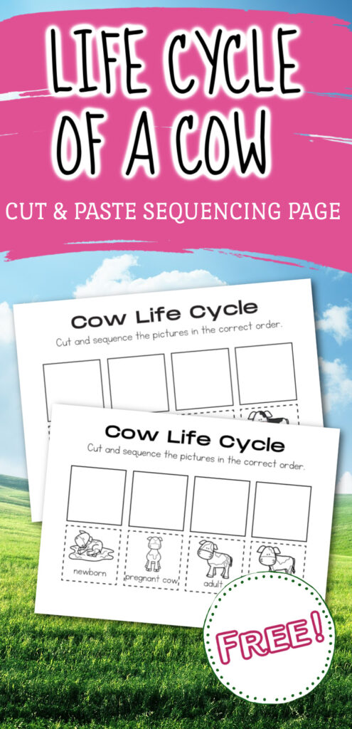 Free Printable Life Cycle of a Cow Worksheet