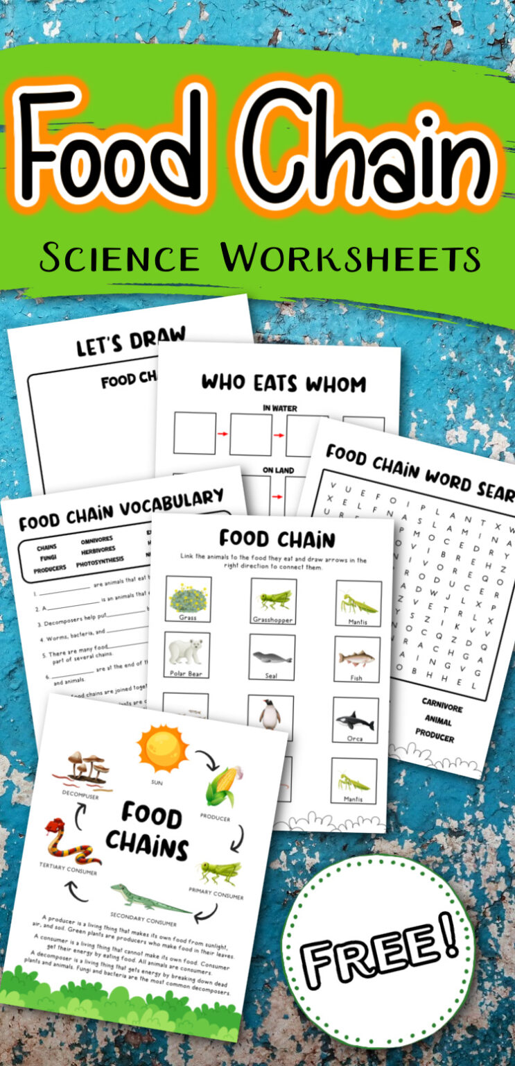 Free Food Chain Worksheets for Kids
