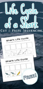 Printable Life Cycle of a Shark for Kids Worksheets