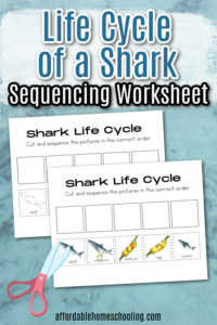 Printable Life Cycle of a Shark for Kids Worksheets