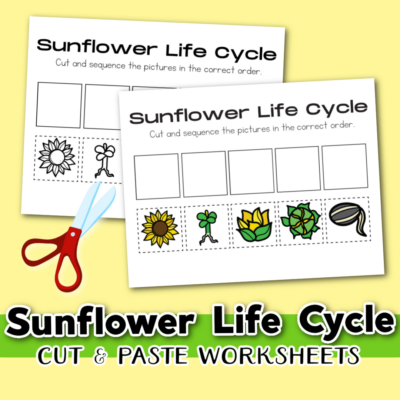Fun Sunflower Life Cycle Activity for Kids!