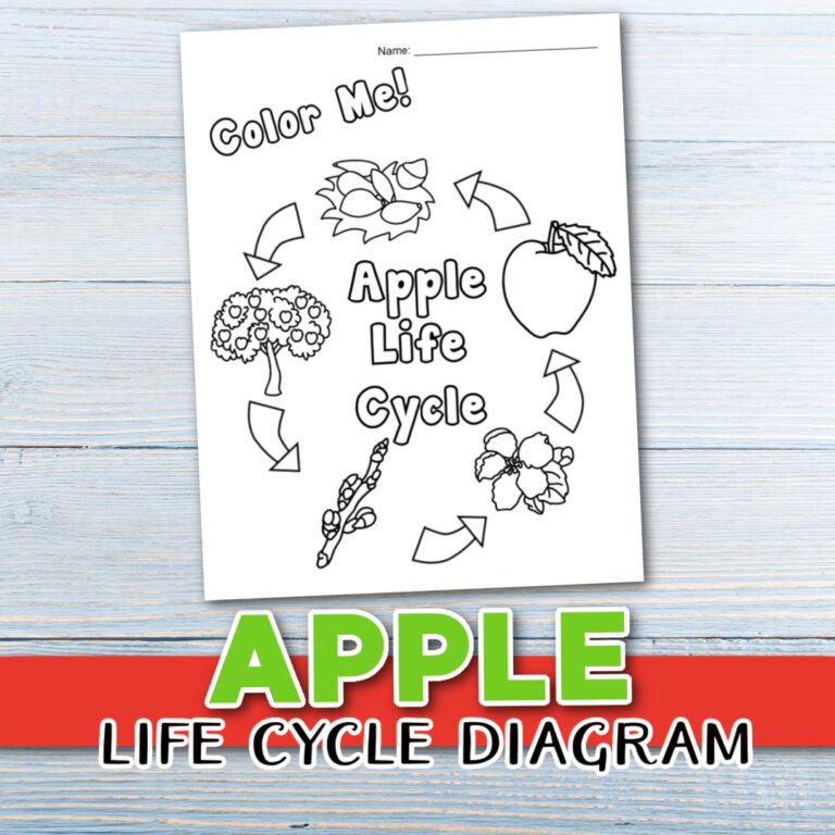 Free Apple Life Cycle Printable for Kids