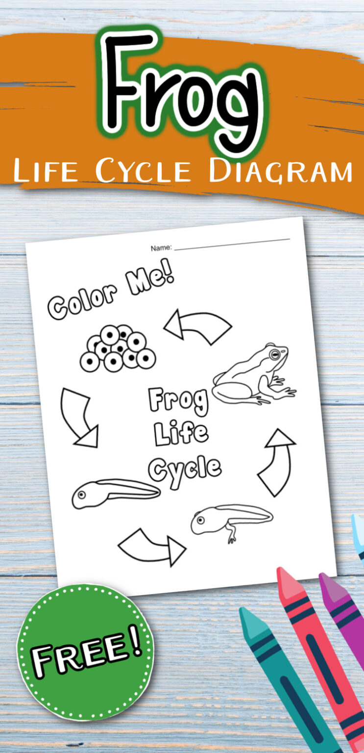 Free Printable Frog Life Cycle Worksheet