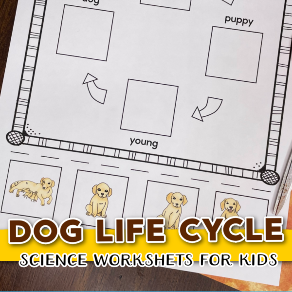 Printable The Life Cycle of a Dog Worksheets