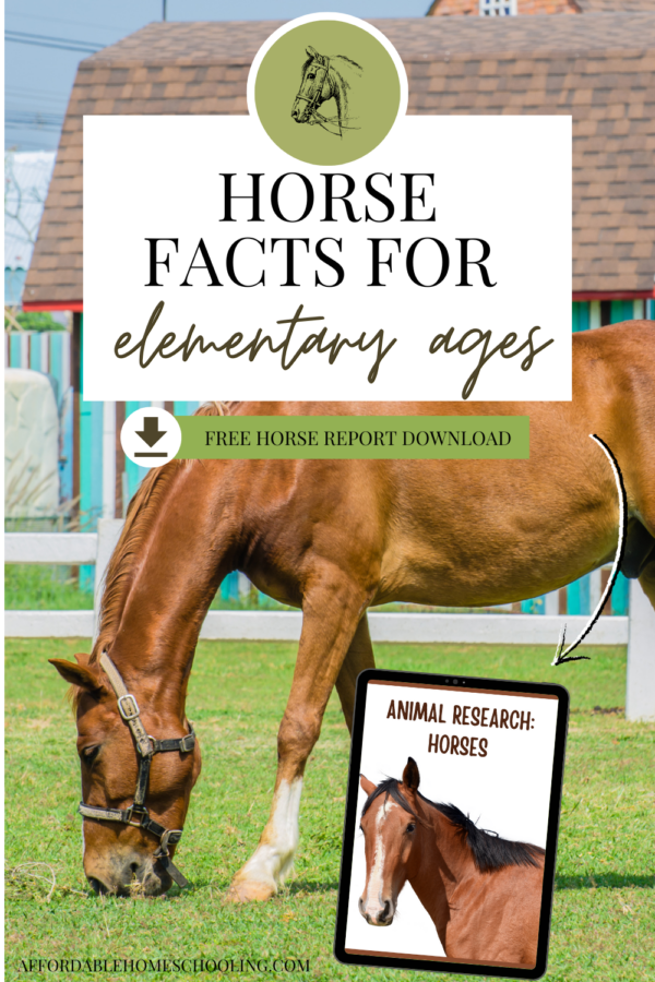 Horse Facts for Kids: Fun and Educational!