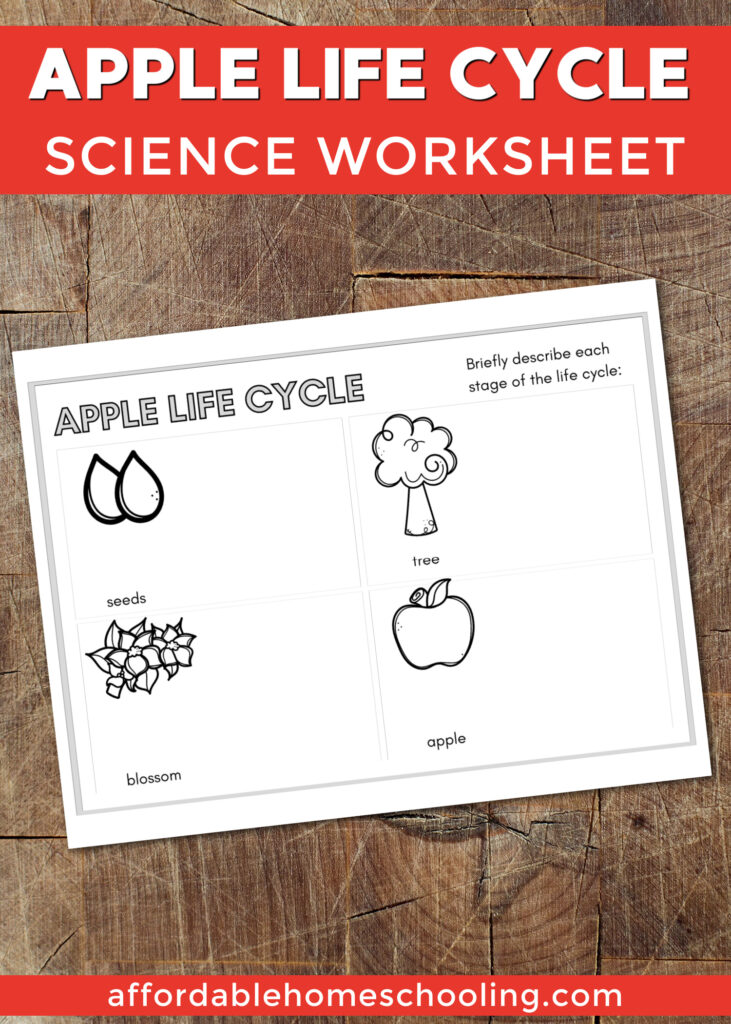 Free The Life Cycle of an Apple Worksheet