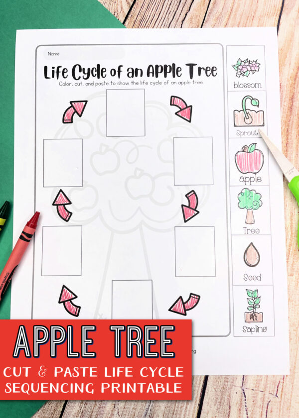 Cut and Paste The Life Cycle of an Apple Tree Worksheet