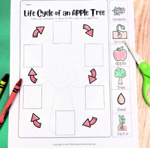 Cut and Paste The Life Cycle of an Apple Tree Worksheet