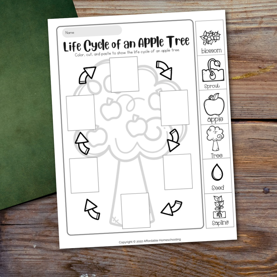 Cut and Paste The Life Cycle of an Apple Tree Worksheet