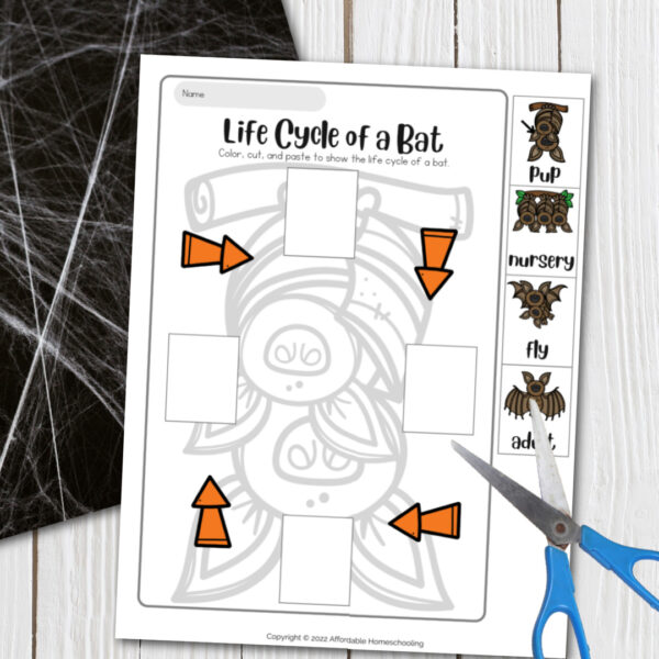 Life Cycle of a Bat Worksheet