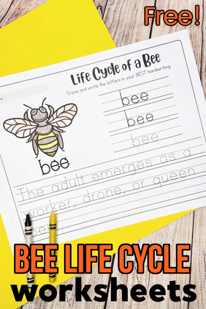 Life Cycle of a Bee Worksheets - Affordable Homeschooling