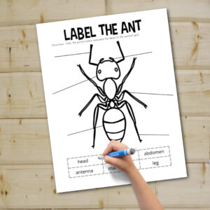 Printable Ant Body Parts Worksheet for Preschoolers