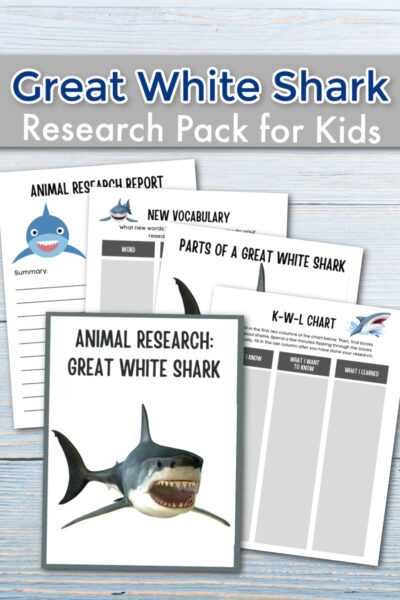 Researching Great White Shark for Kids
