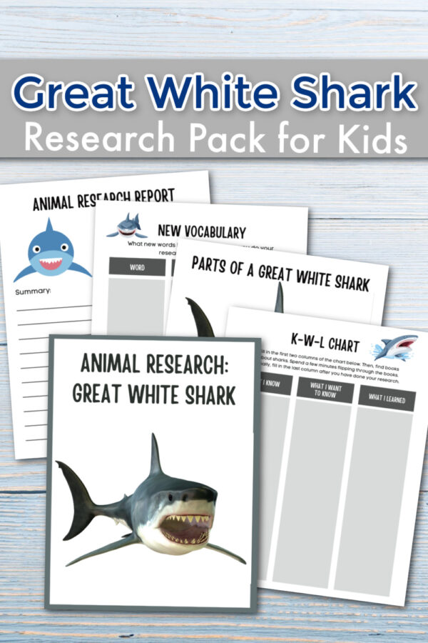 Researching Great White Shark for Kids