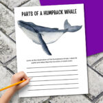 Humpback Whale Facts for Kids Research Pack