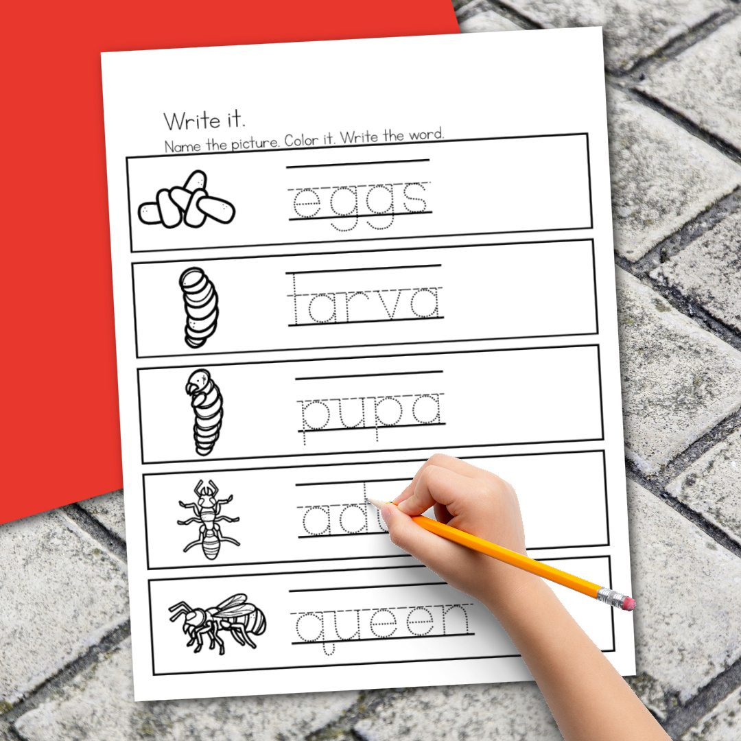 Printable Ant Life Cycle Worksheets