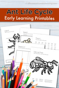 Printable Ant Life Cycle Worksheets