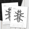 Printable Ant Life Cycle Worksheets